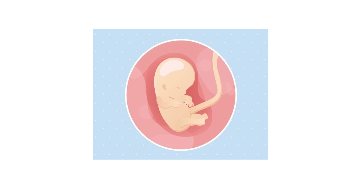 10ème semaine de grossesse - 12 SA : Tout savoir | Guigoz