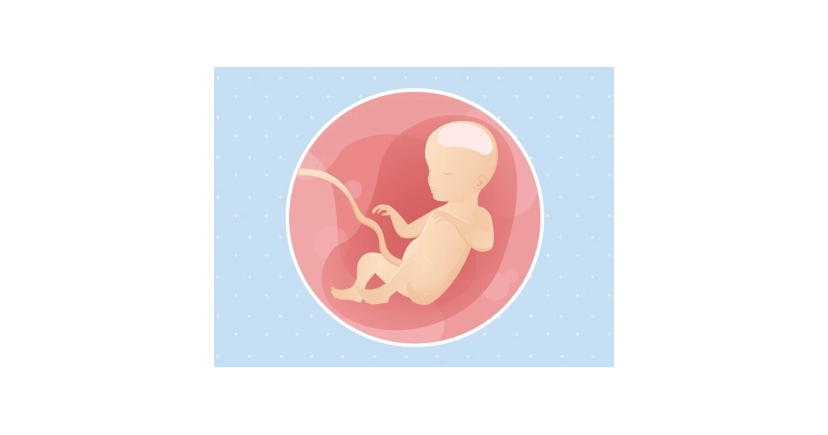 26ème semaine de grossesse - 28 SA : Tout savoir | Guigoz